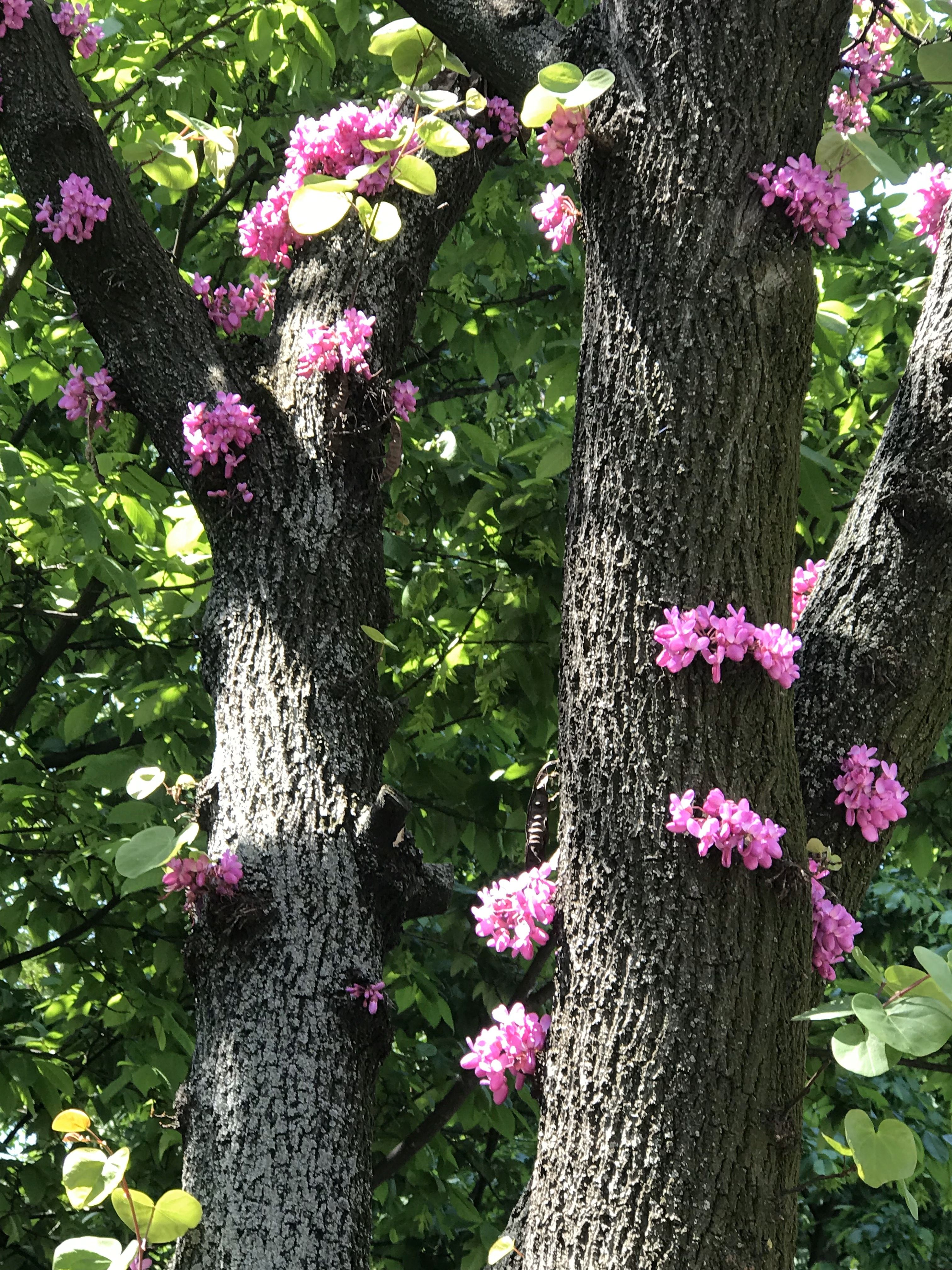 shendri_50 | GuruShots