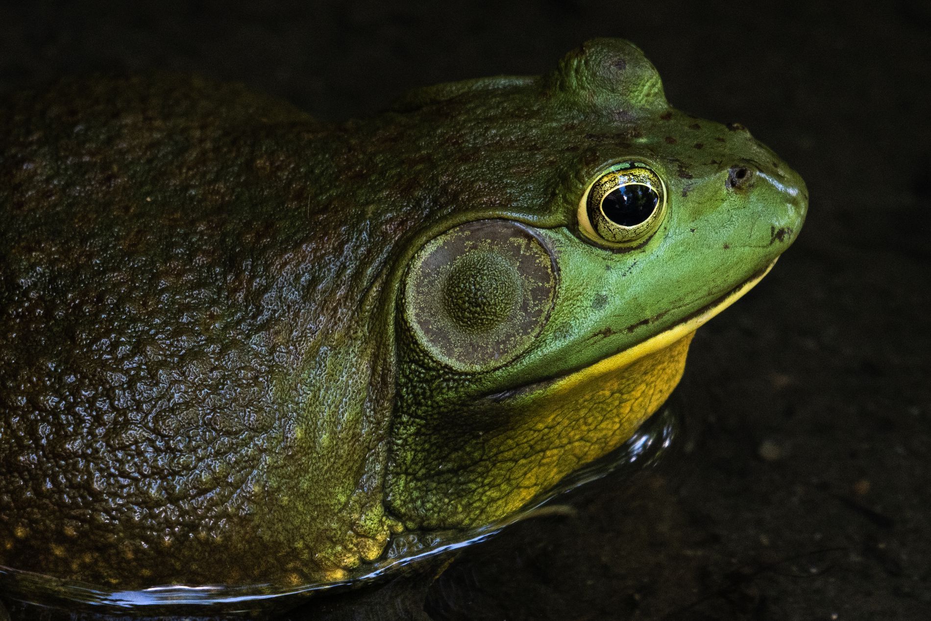 Bull Frog closeup by Chris Cagney