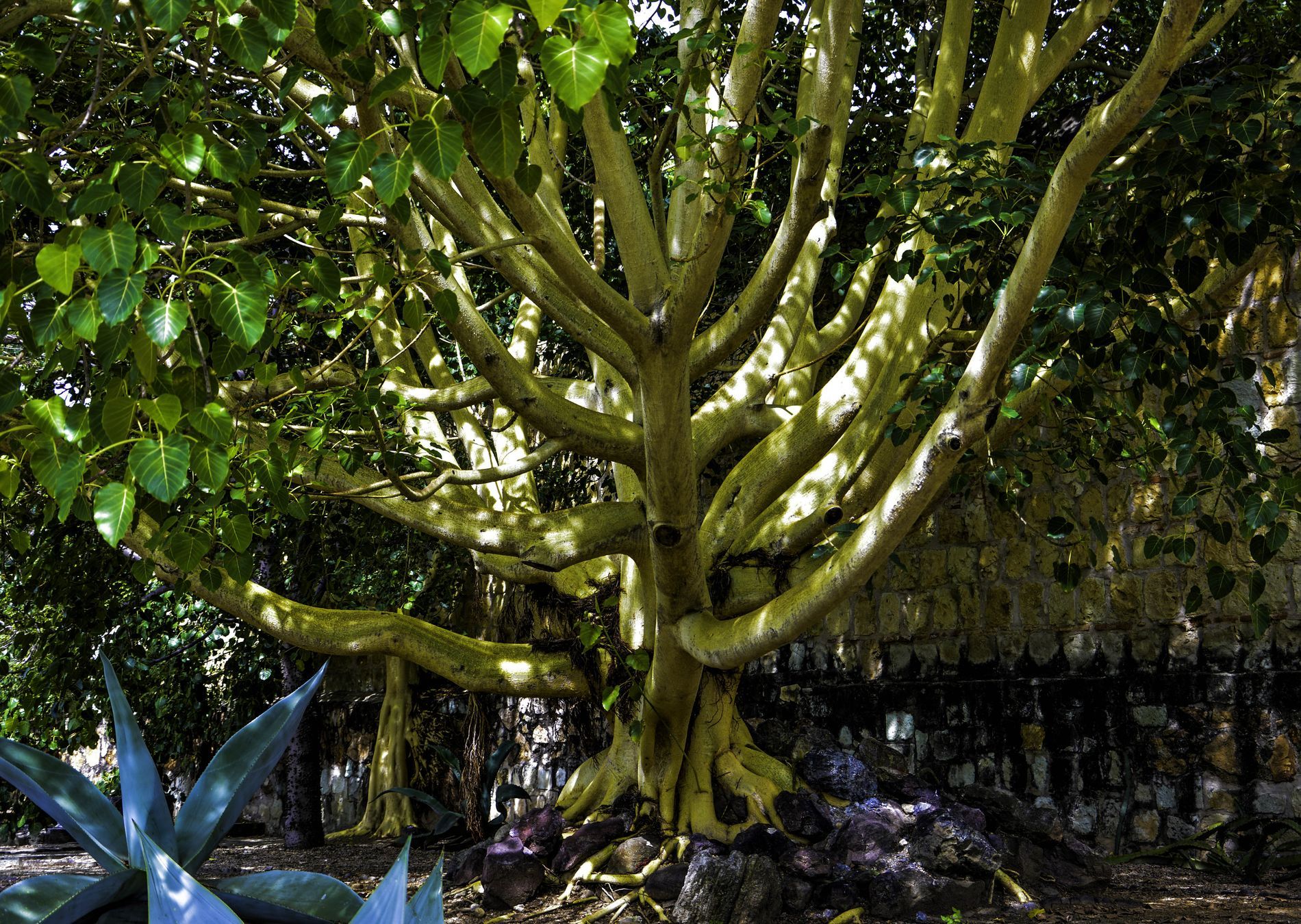 Amate tree by Mario Manzano