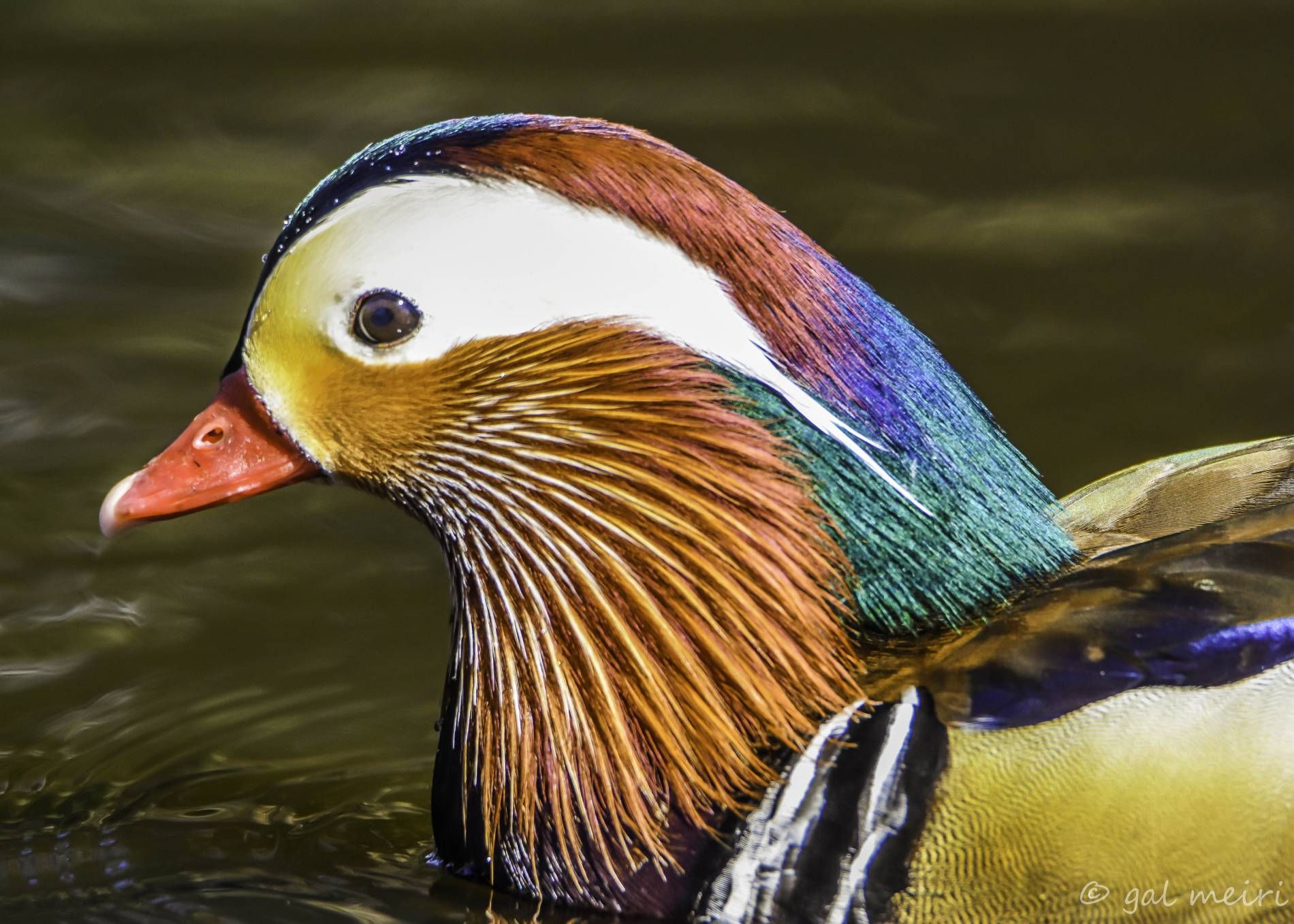 Mandarin Duck Colors by Gal Meiri