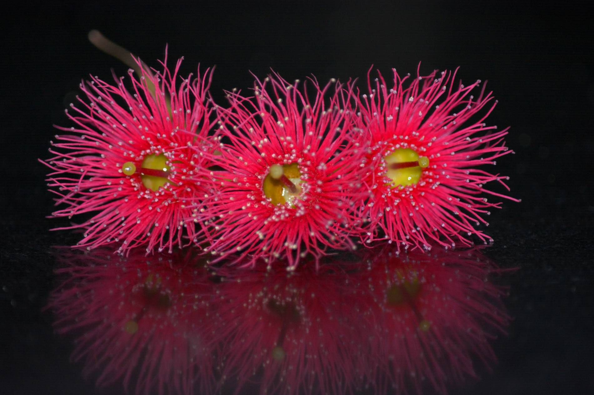Pink gum blossom by Anjuli Shankhwar