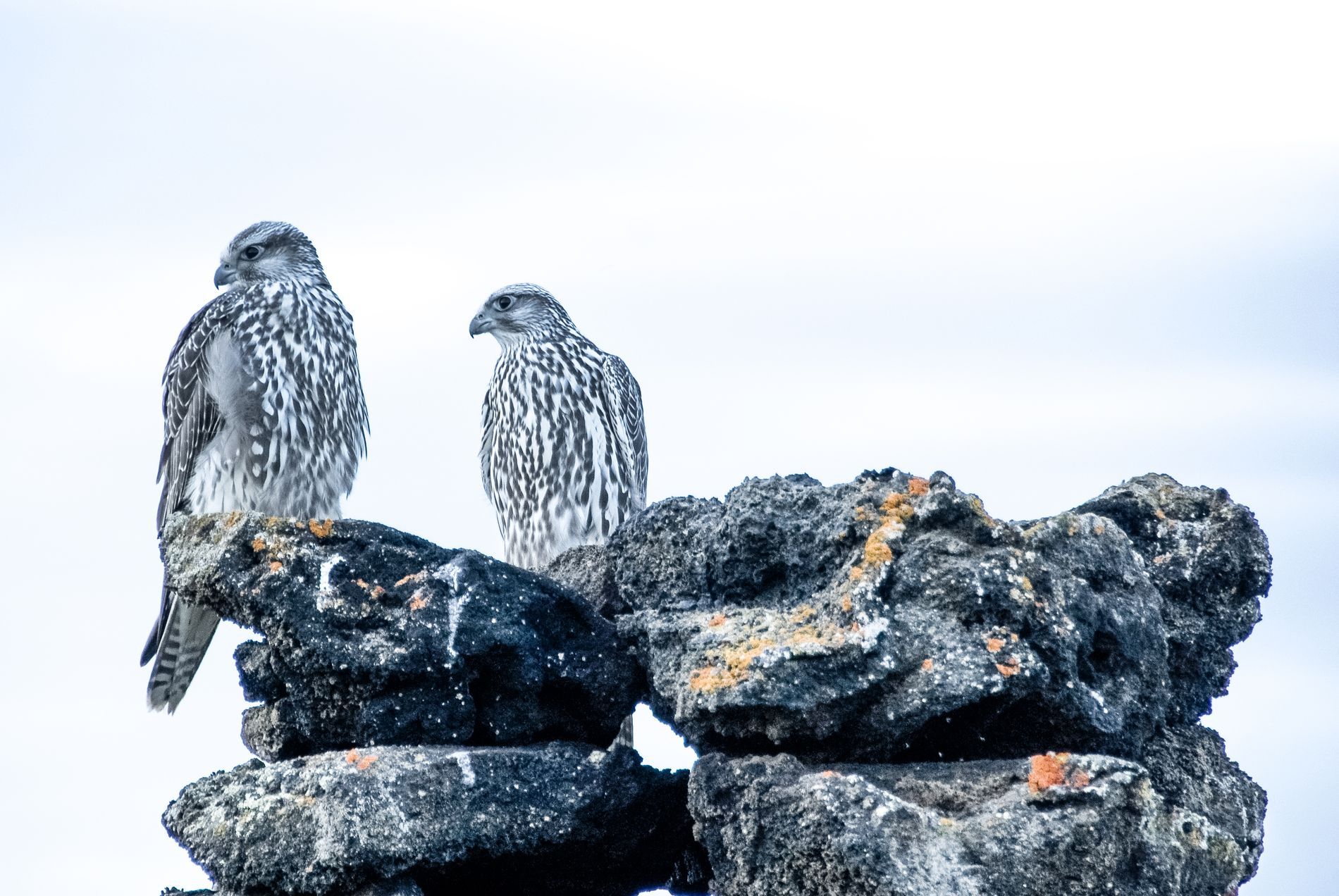 Gray Falcon in Iceland by Einar Svavarsson
