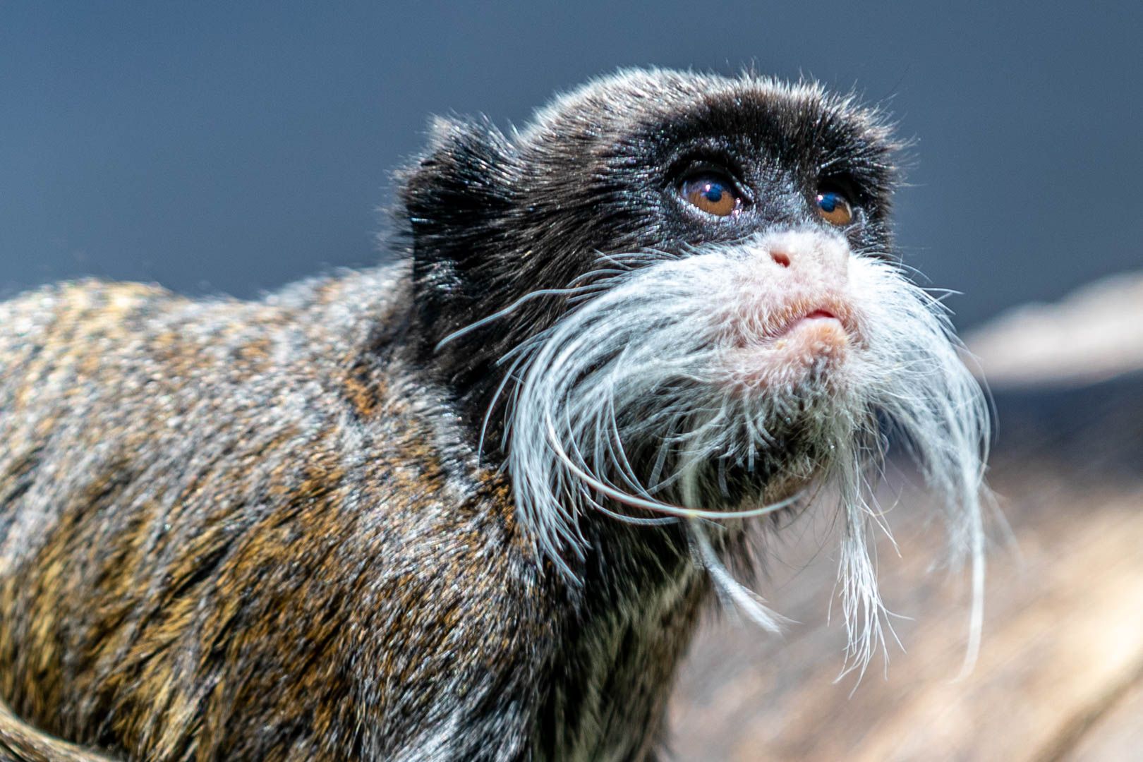 Emperor Tamarin by Andrew Young