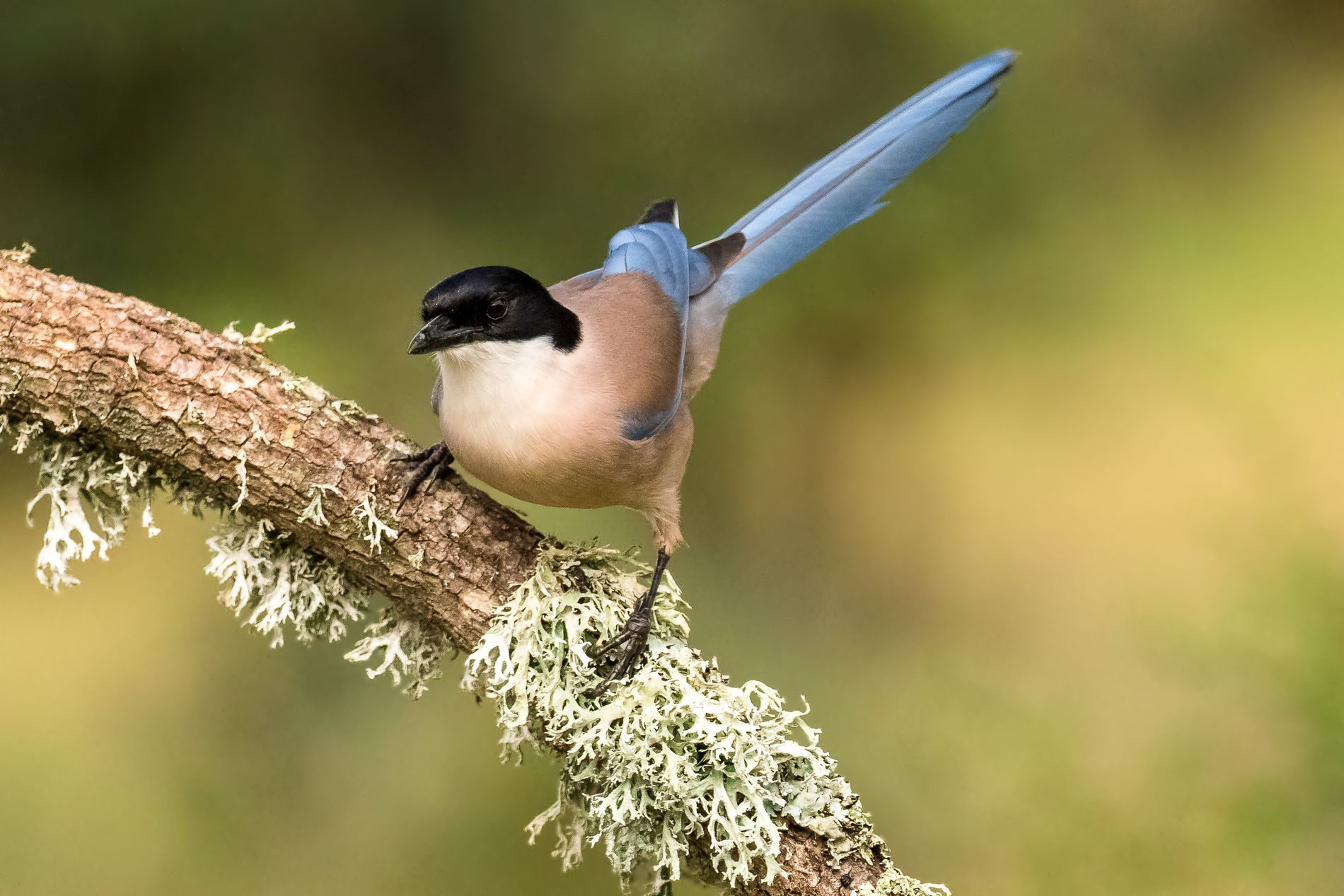 Azure-winged magpie (Cyanopica cyanus) by Svitlana Tkach
