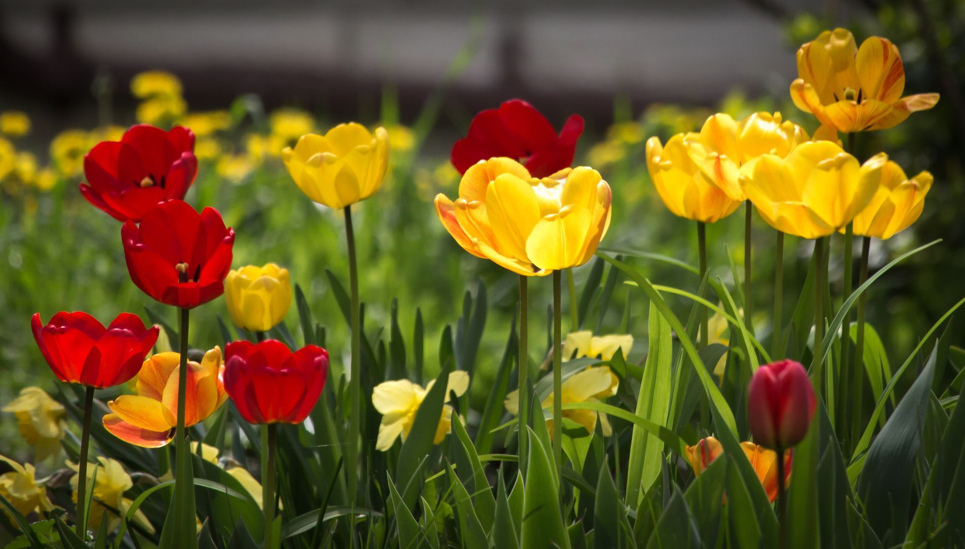 Ira S Flowers Spartanburg Sc | Best Flower Site