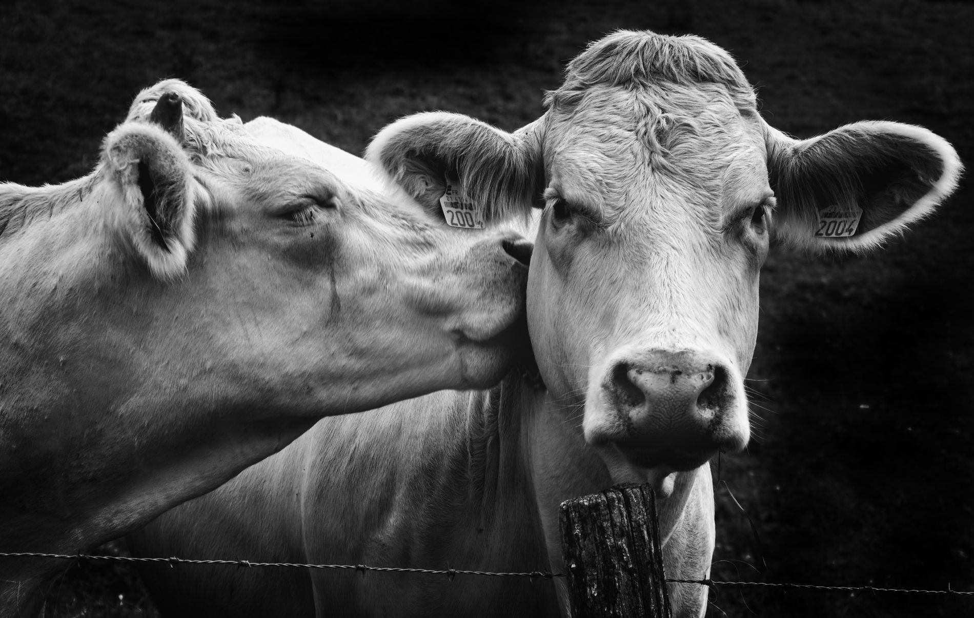 Kissing Cows by Kim Sandy