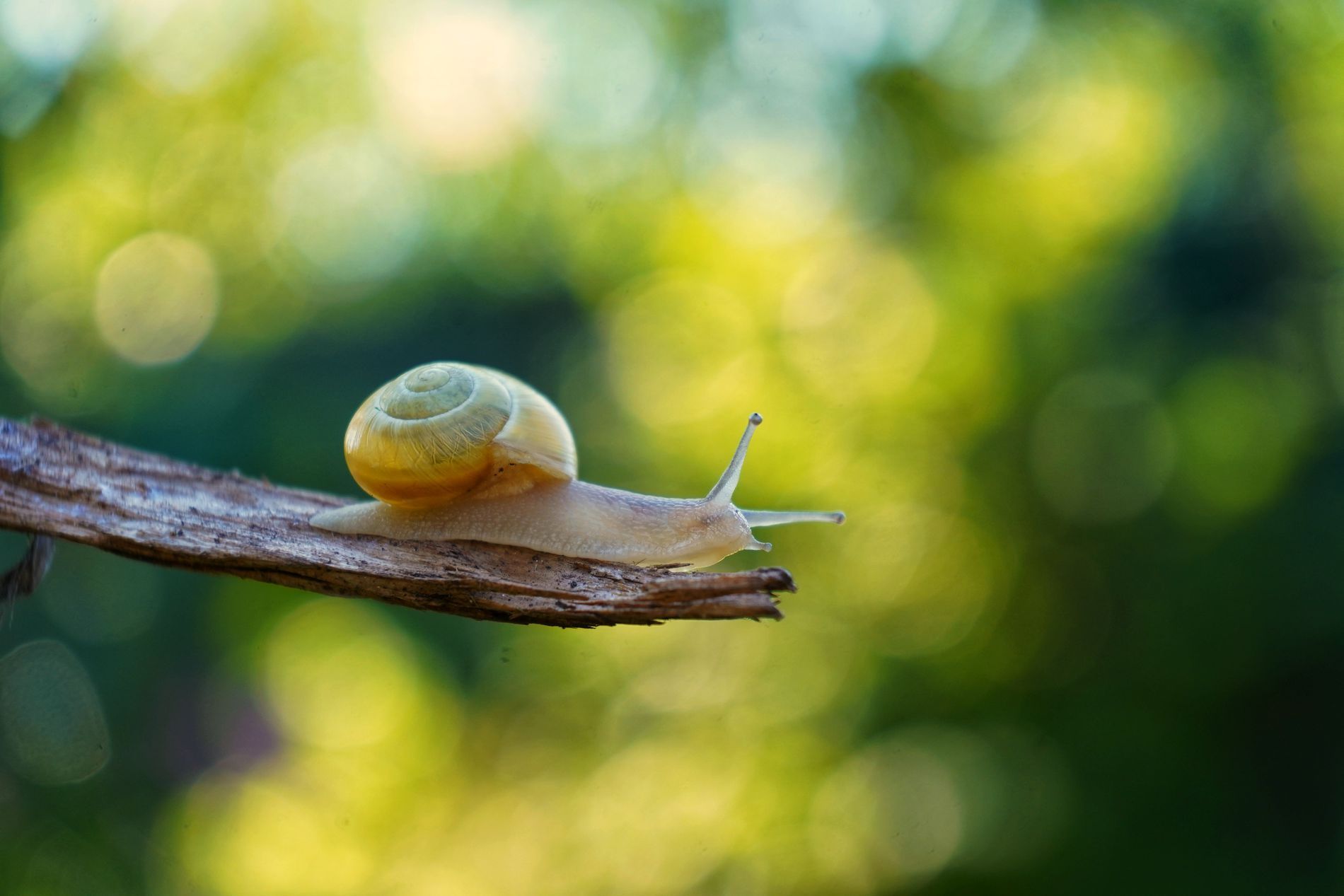 Queen Of Snails | GuruShots