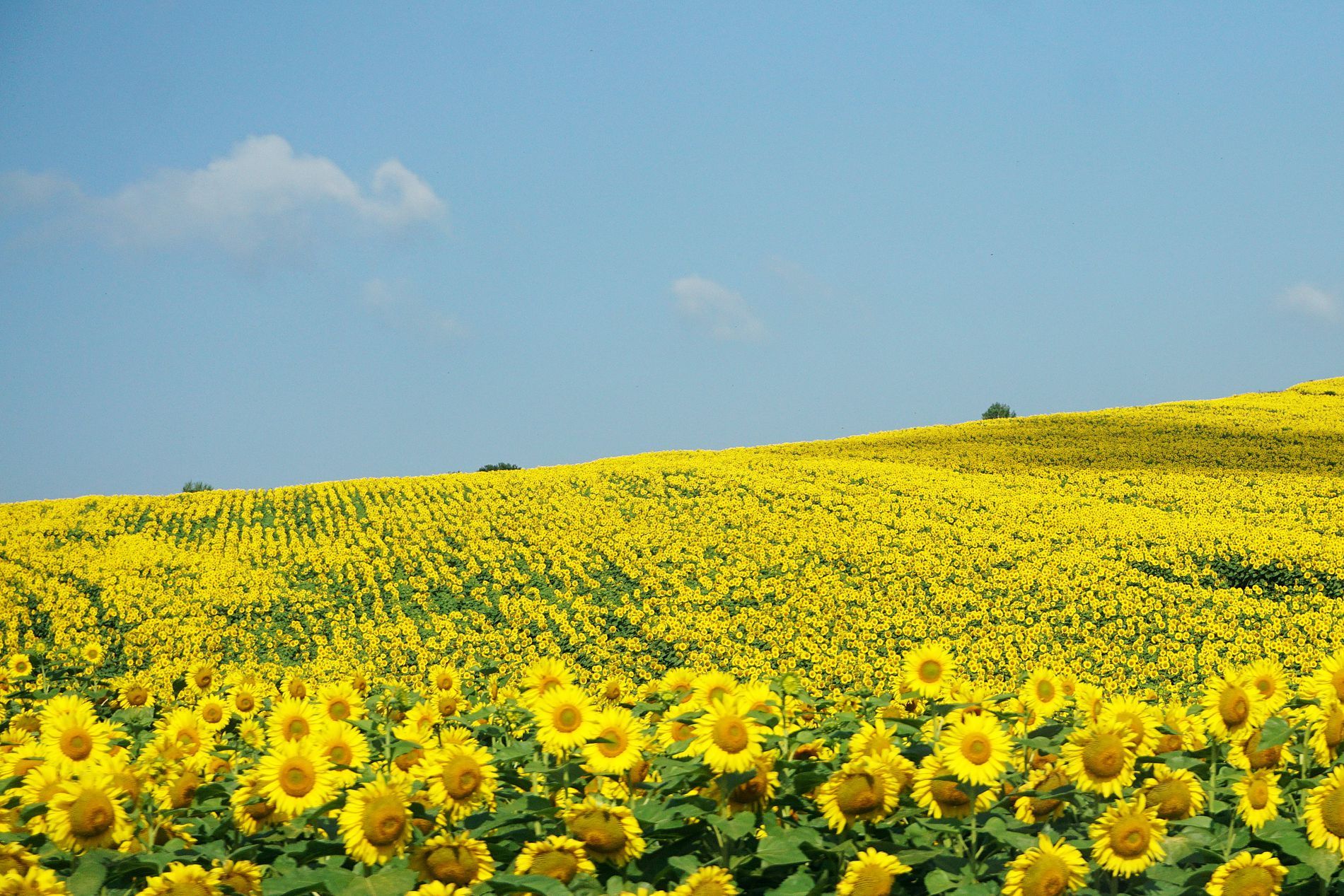 Guntars Krūmiņš | GuruShots