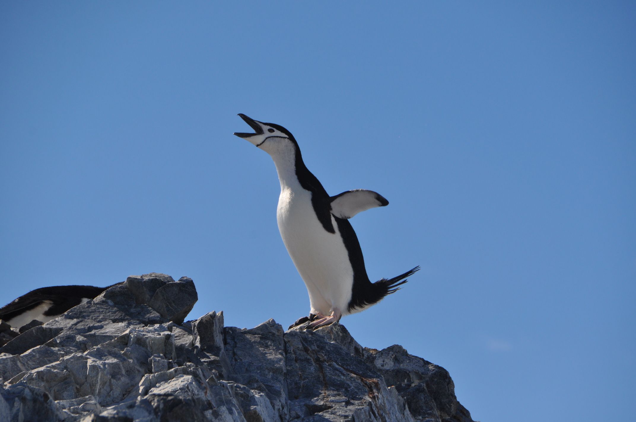 Chinstrap penguin screaming at a thieving skua, Orne Harbour ...