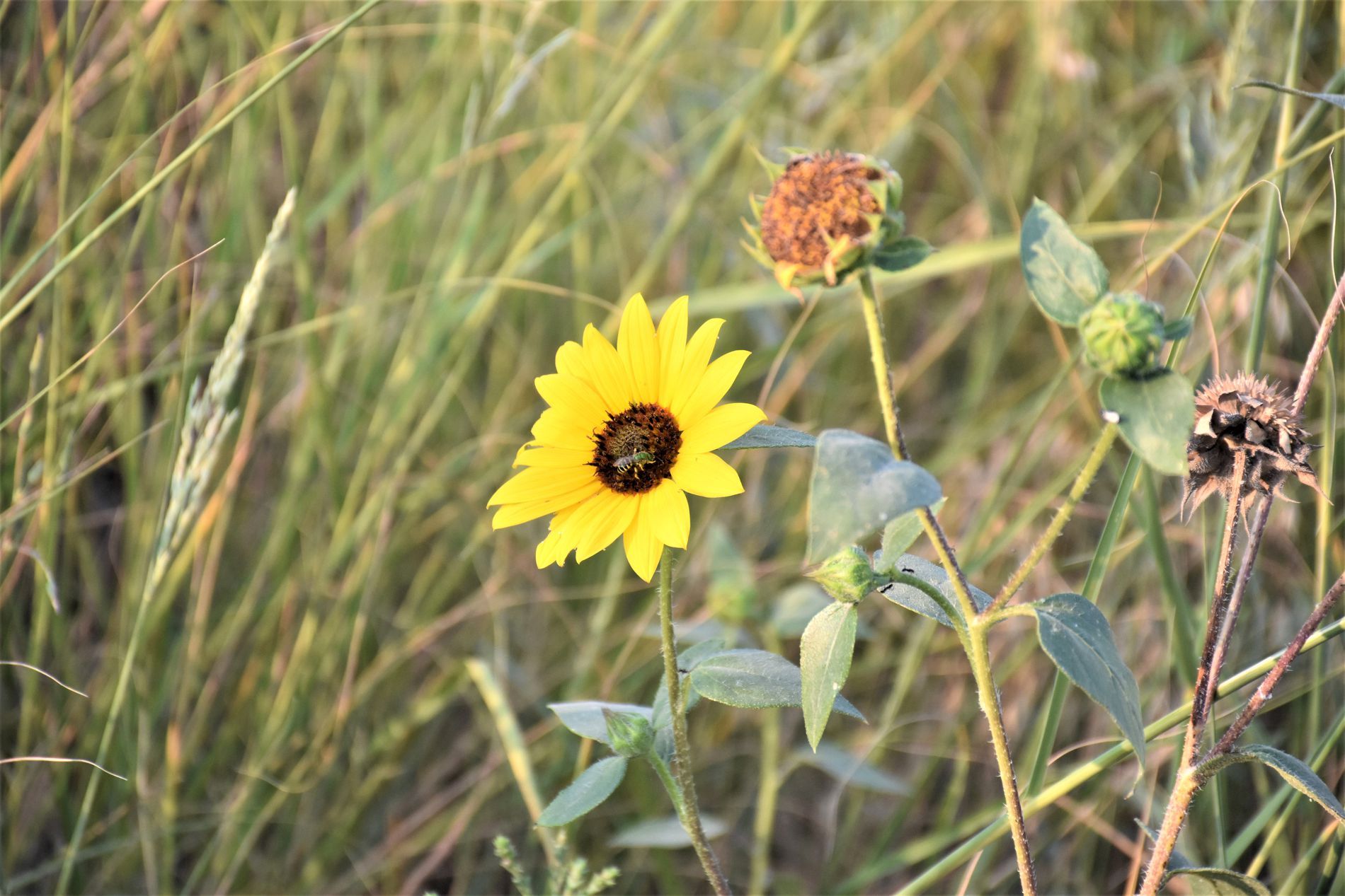 Elysian Field Flower Crossword | Best Flower Site