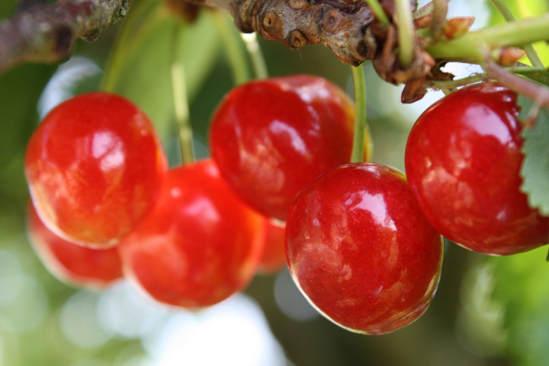 Ana Silva | GuruShots