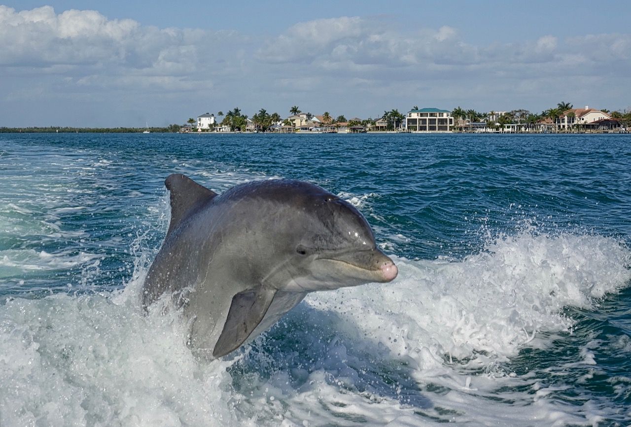 Dolphins having fun in the wake of our boat. by Inge Hawkins