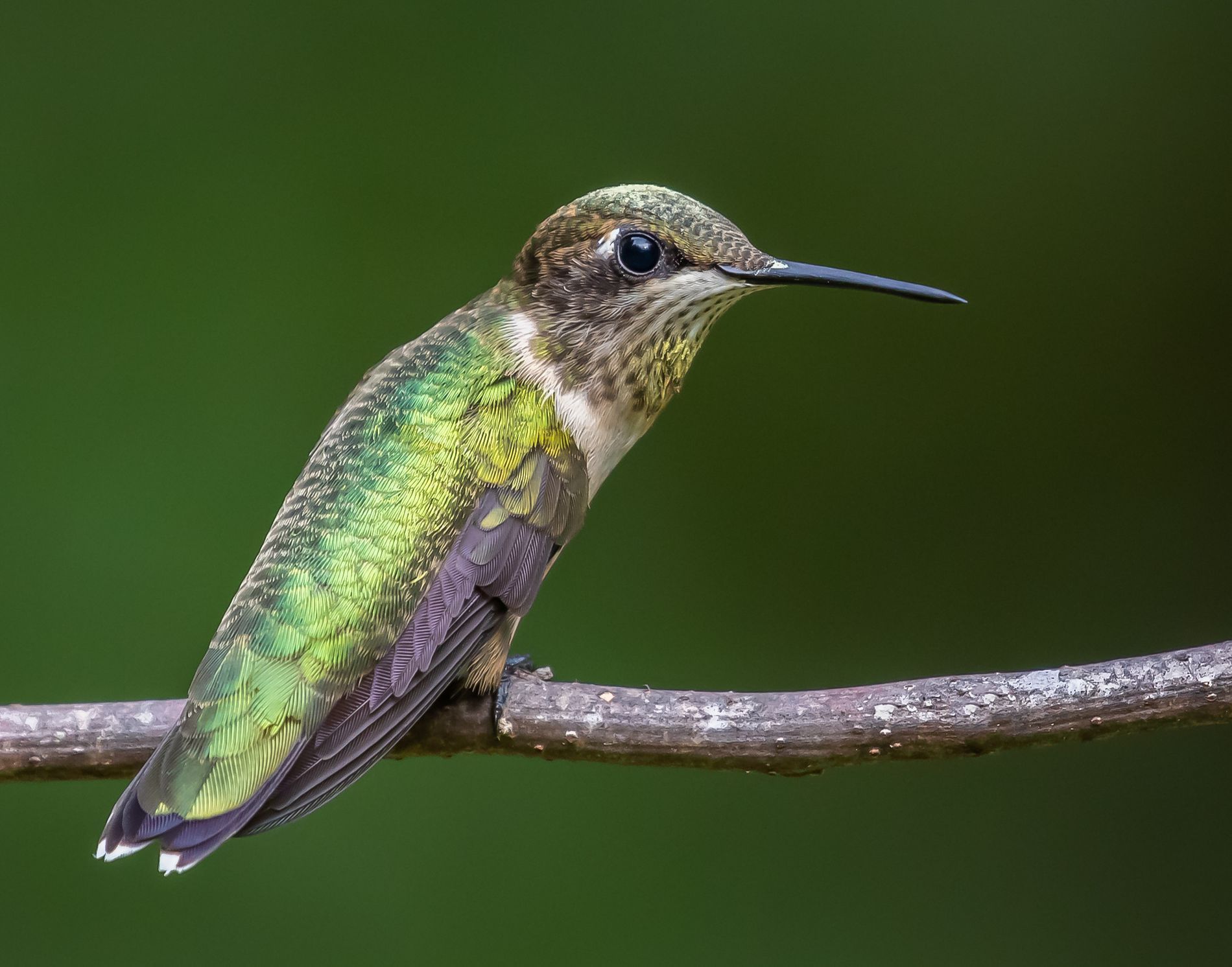 Ruby-throated Hummingbird (Juvenile-male) by Don Young