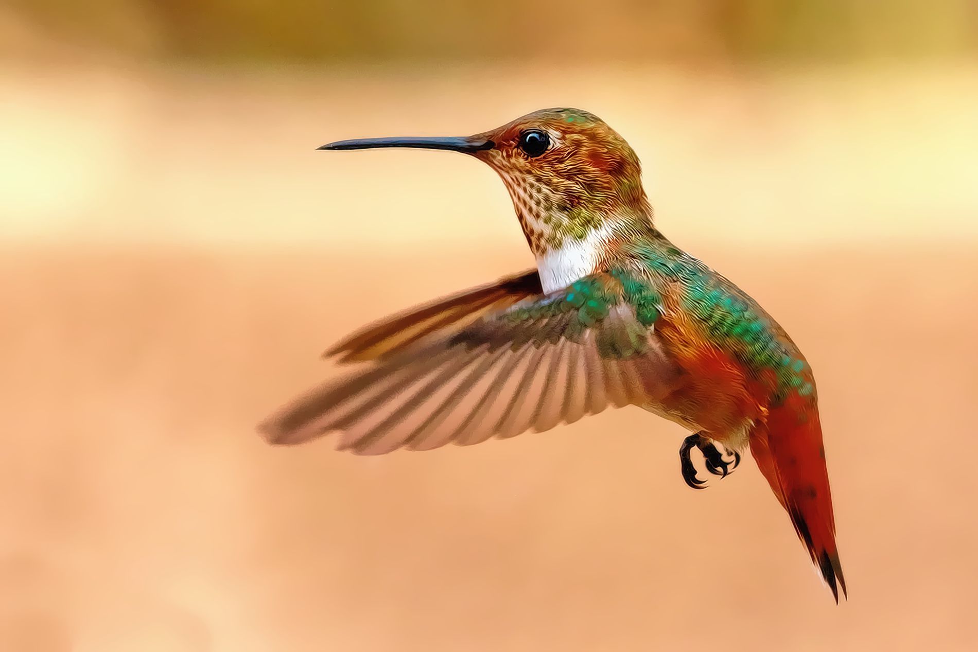 Allen's Hummingbird in flight by Steven DesJardins