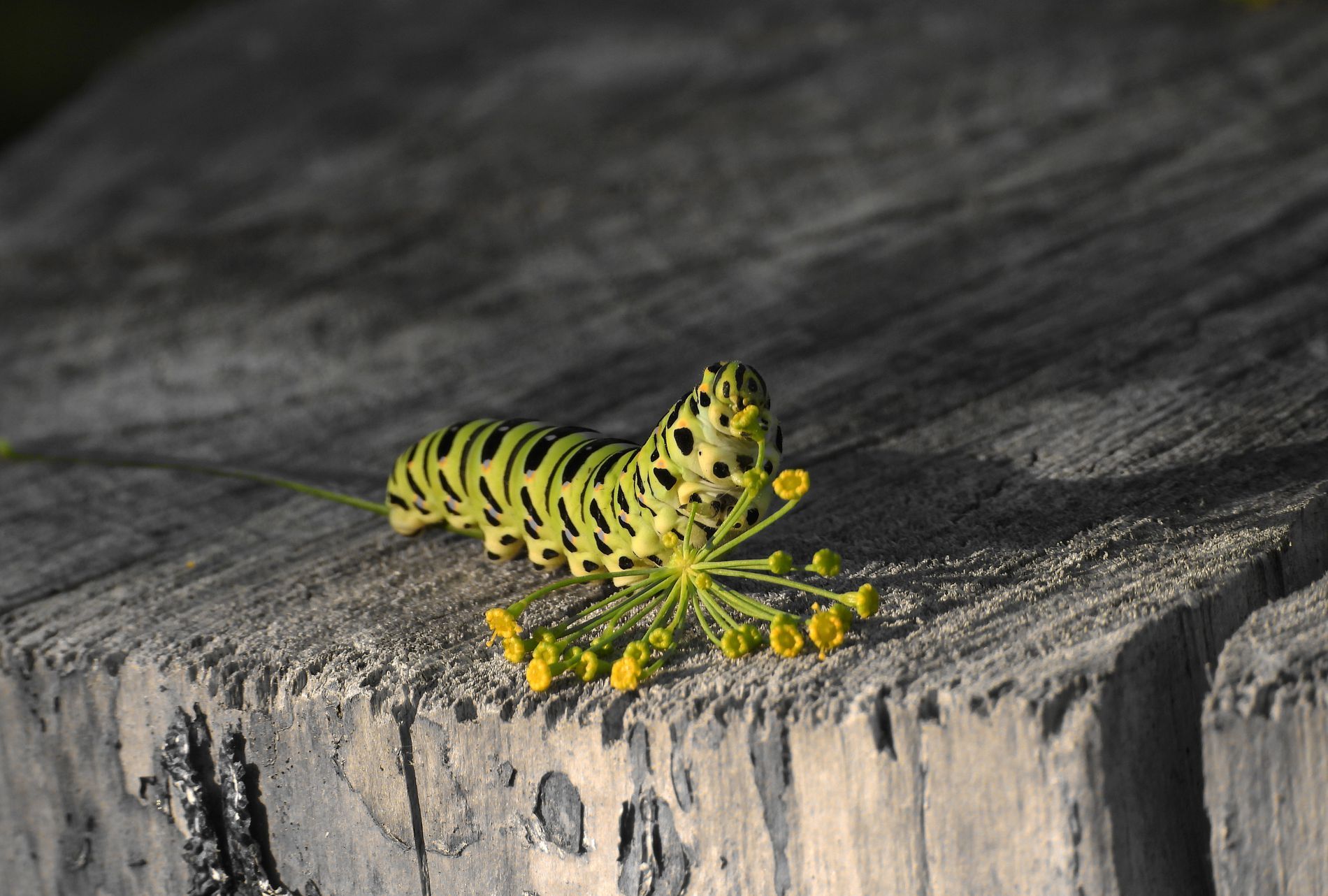 Kuldar Lepp | GuruShots