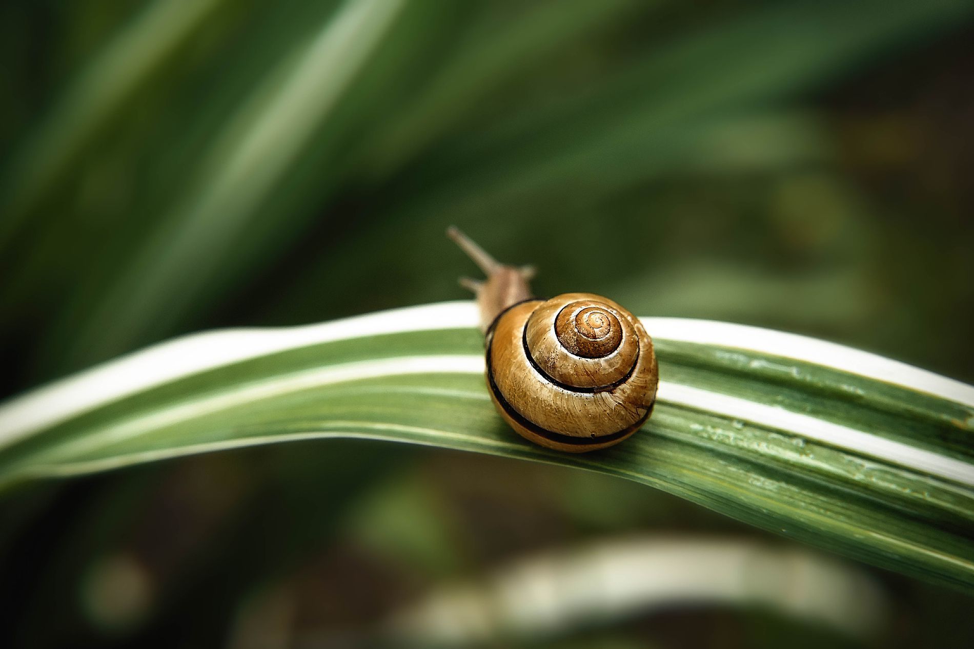 Feniksas | GuruShots