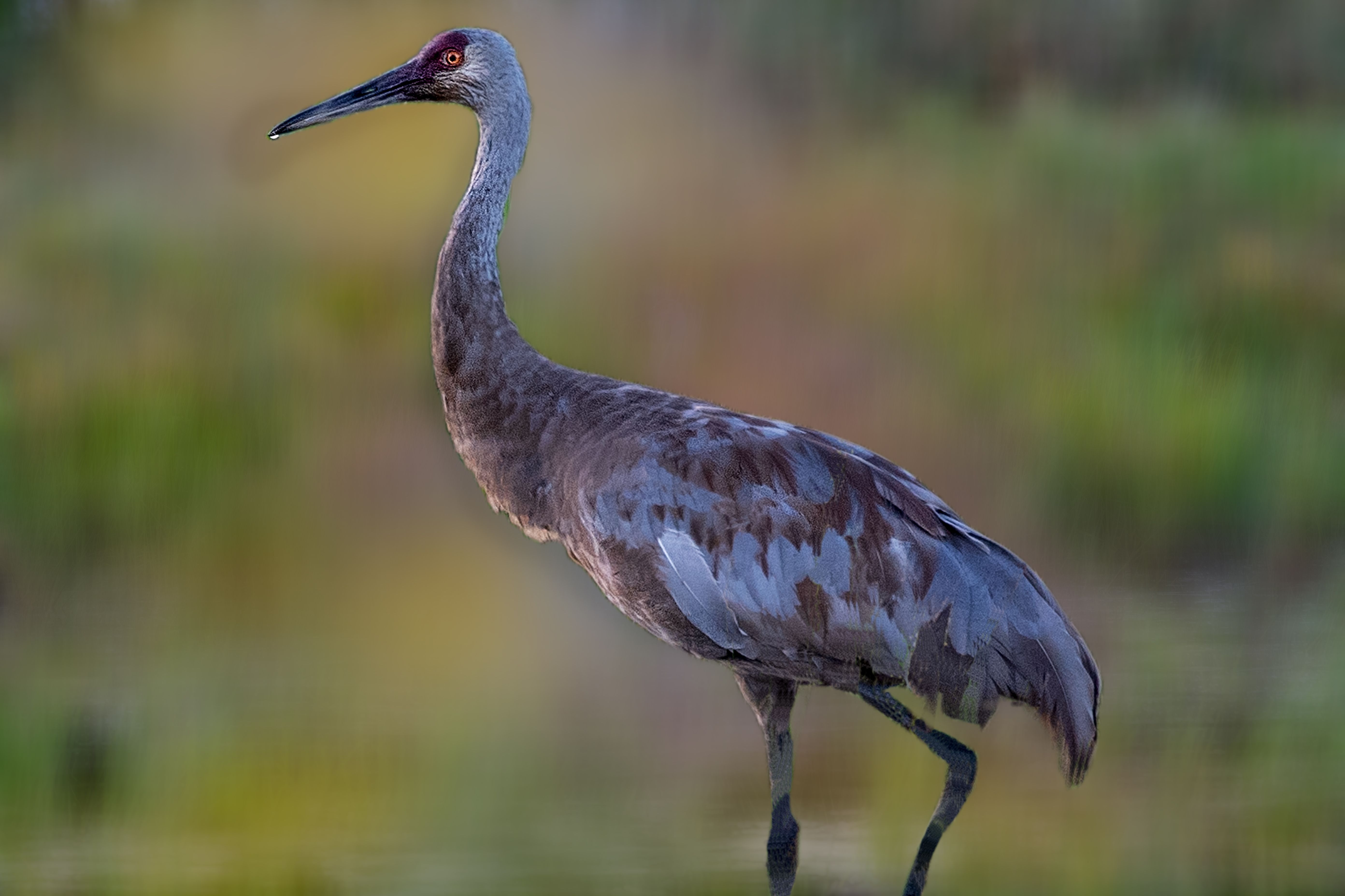 Juvenile Sandhill Crane by Patrick Nealis
