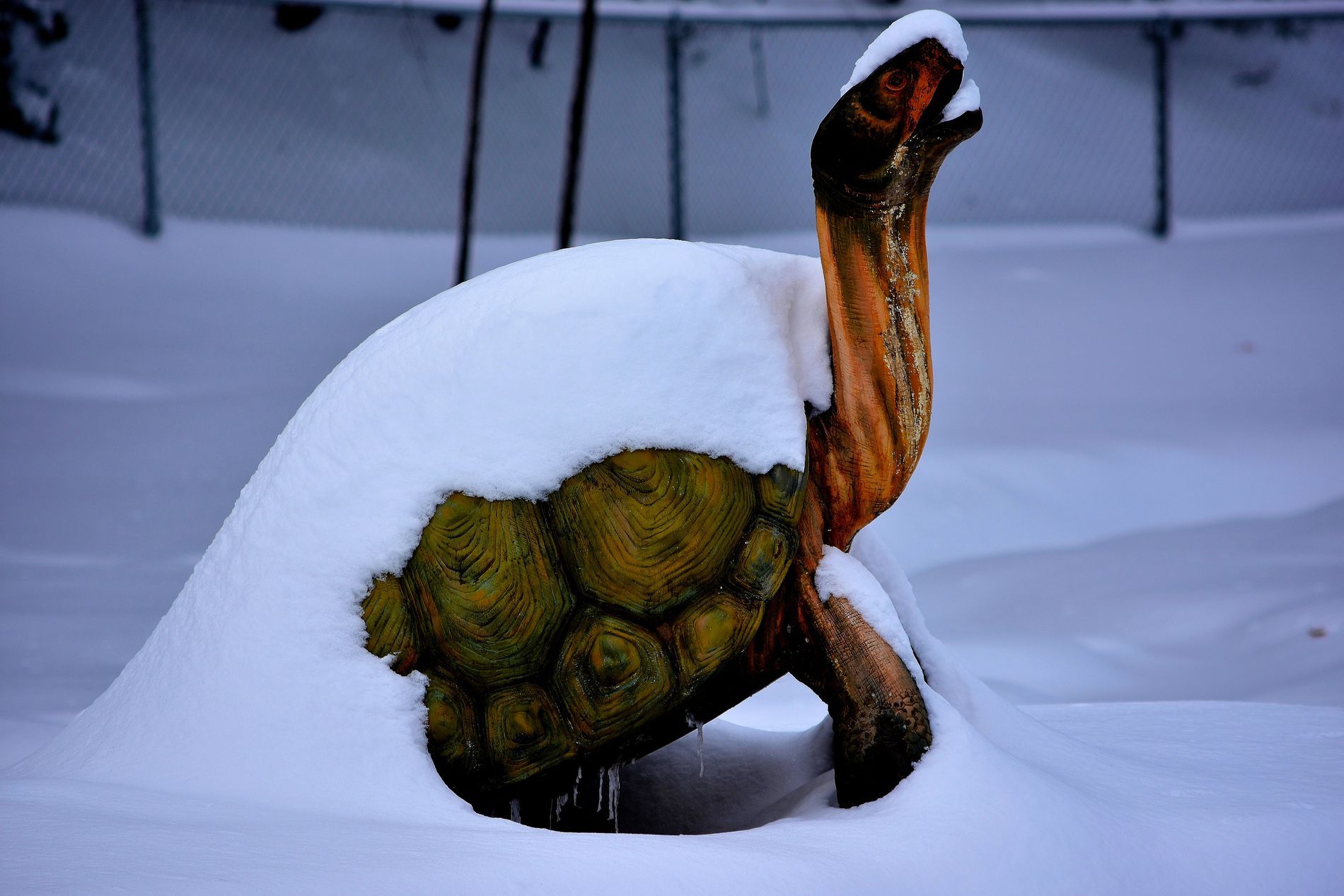 Winter Tortoise by Duarte Cespedes