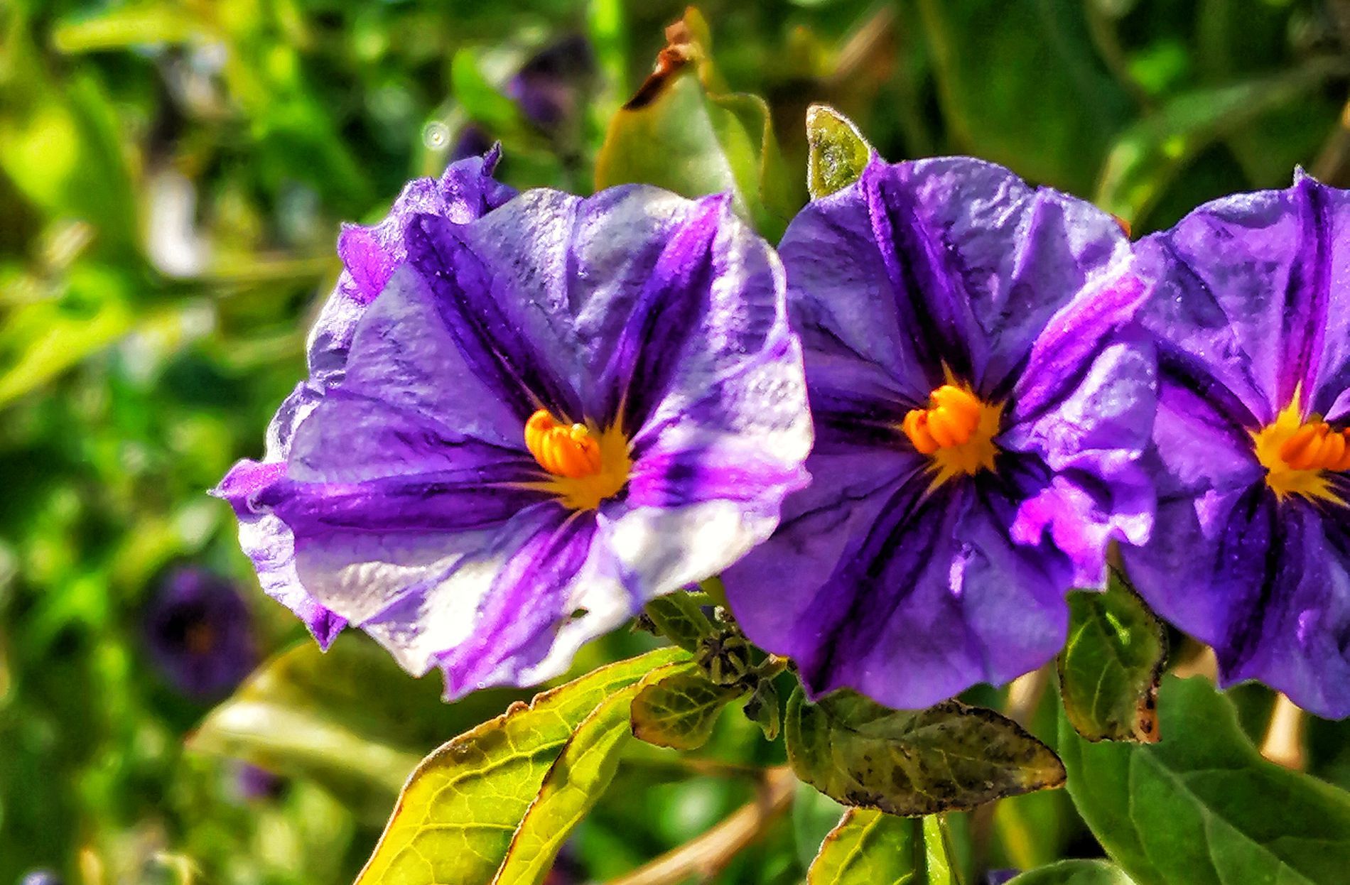 V.M. Silia | GuruShots