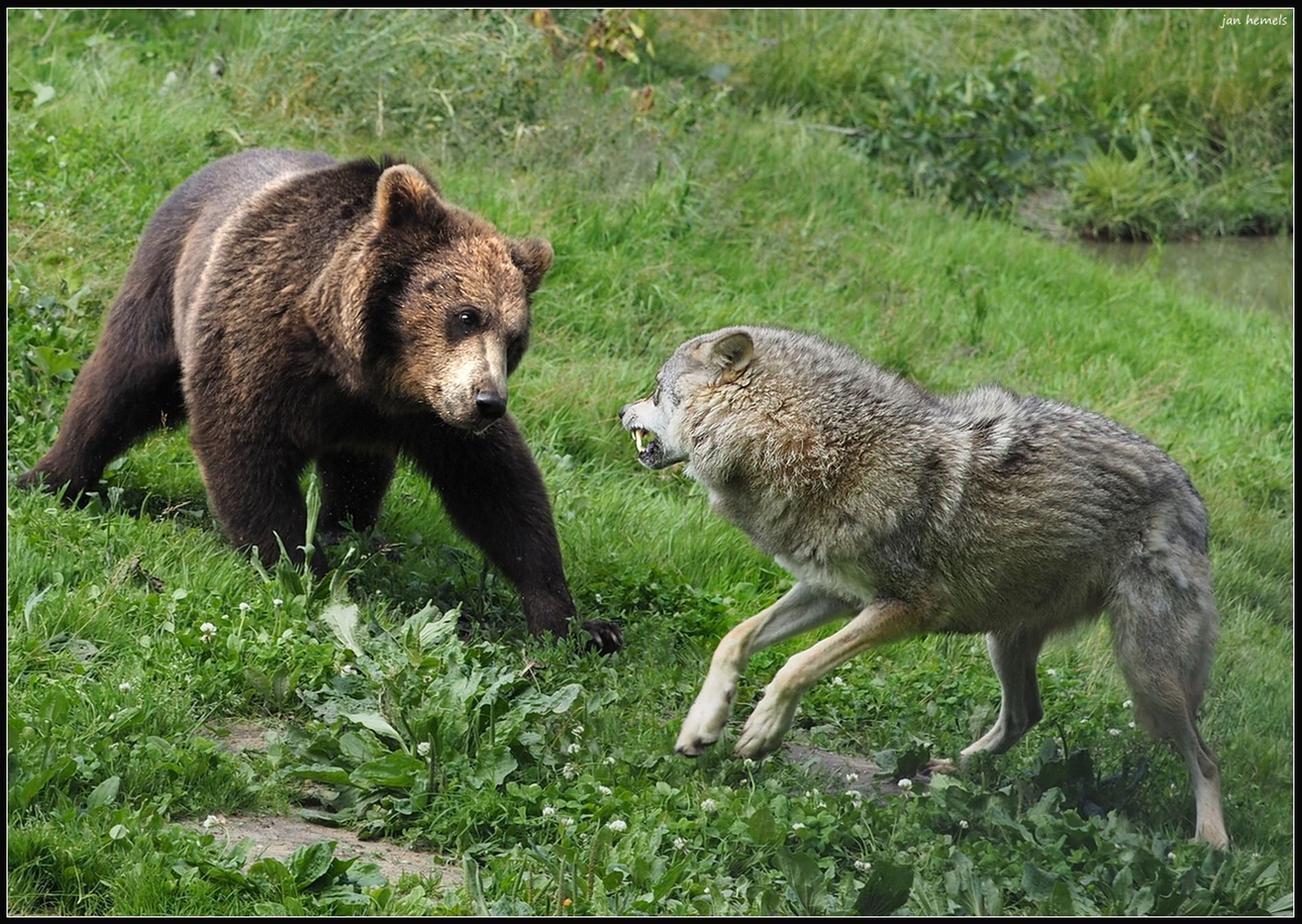 Natural enemies by Jan Hemels