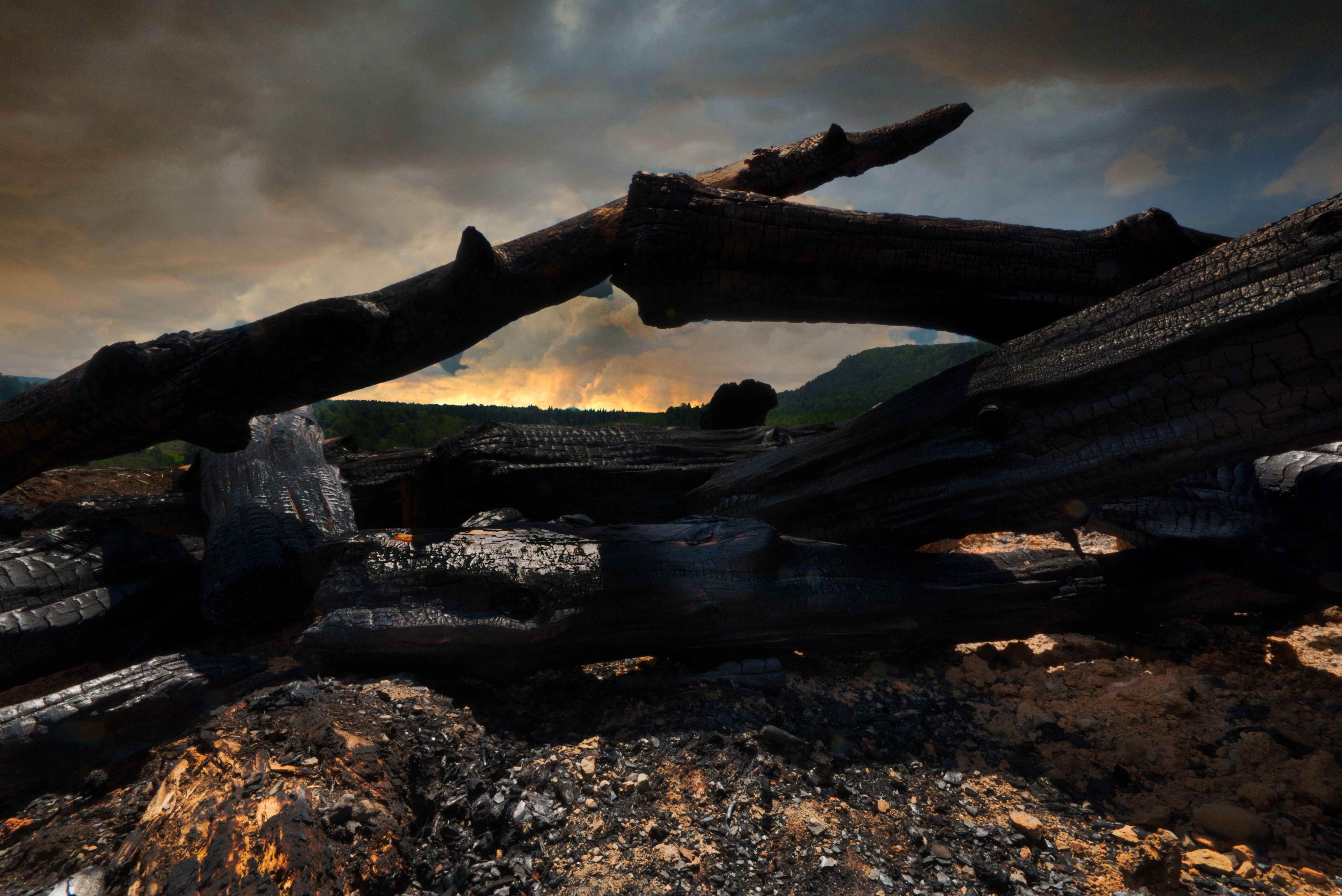 Hogsback Forest, South Africa by Arshaad Akoob