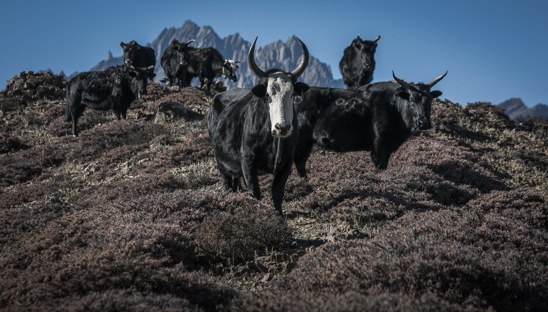Himalayan Cow by Roland Novitsky