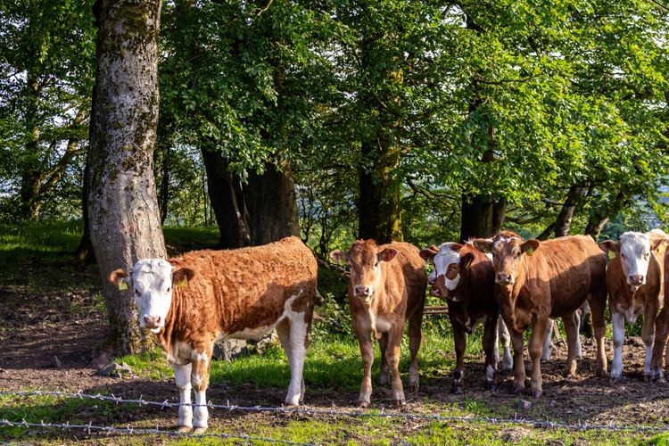 GuruShots | Photo Challenges