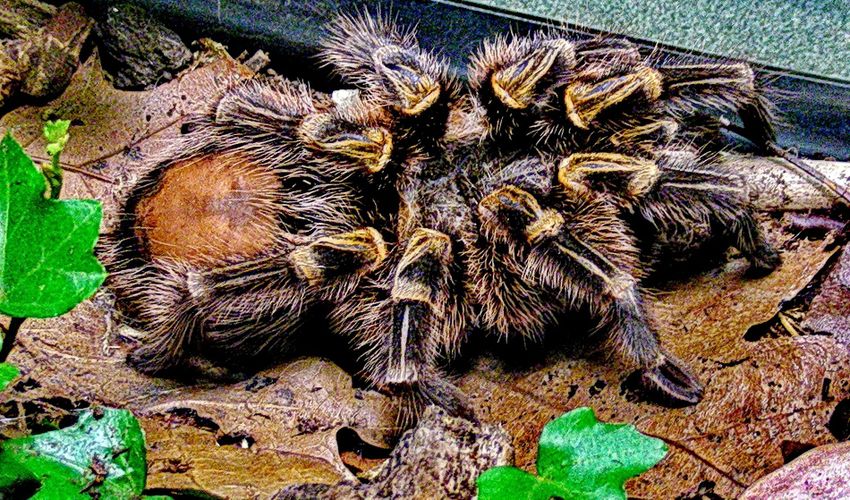 GuruShots | Photo Challenges