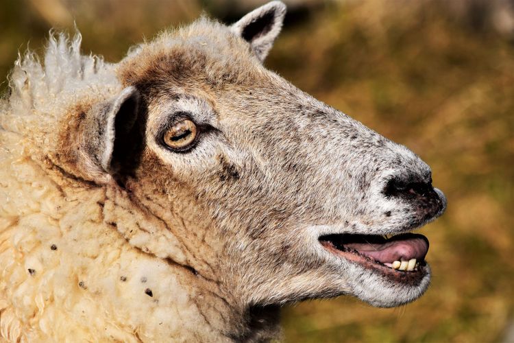 GuruShots | Photo Challenges