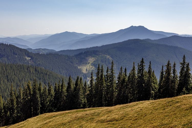 Florin Rusu | GuruShots