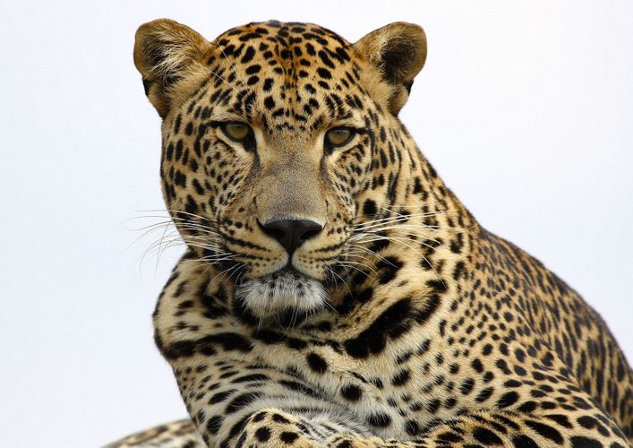 Pierre Lowe Victor | GuruShots