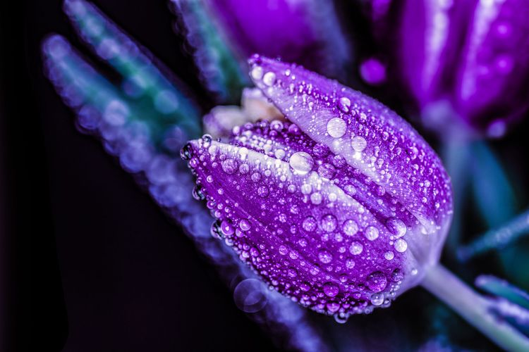 Purple Power Photo Challenge