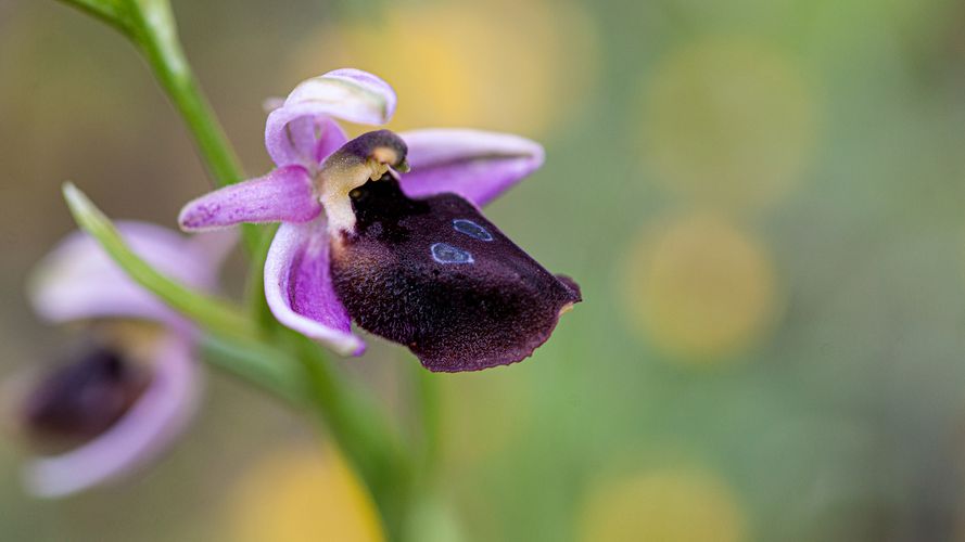 Fenia Rap | GuruShots