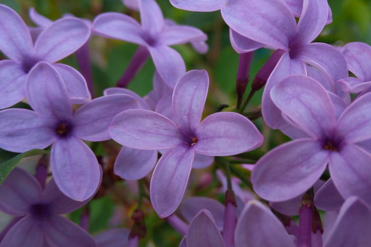 Fenia Rap | GuruShots