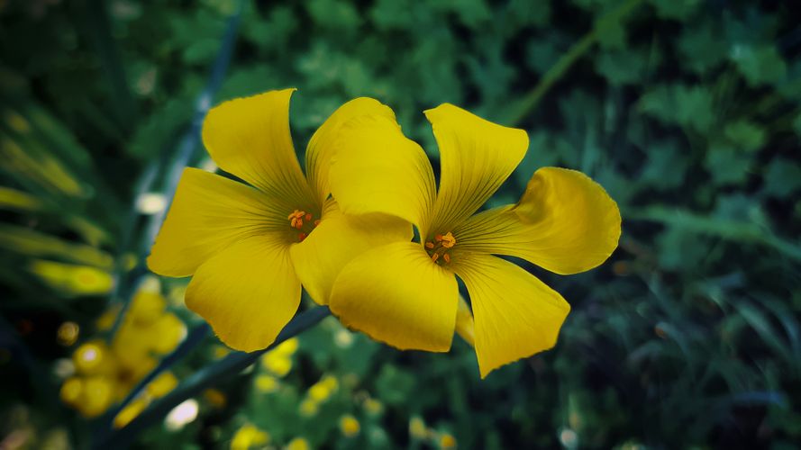 Fenia Rap | GuruShots