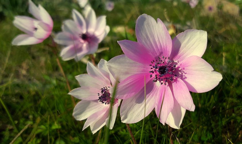 Fenia Rap | GuruShots