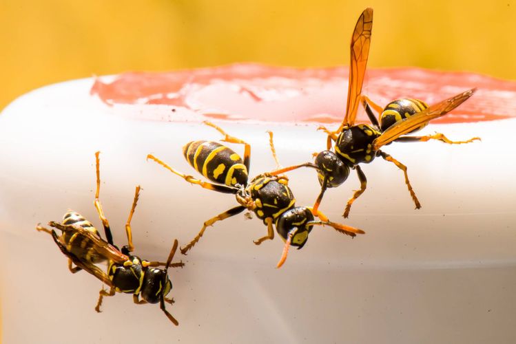 Michael Ertem | GuruShots