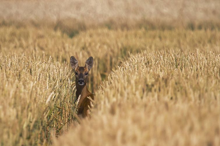 Christian Heitz | GuruShots