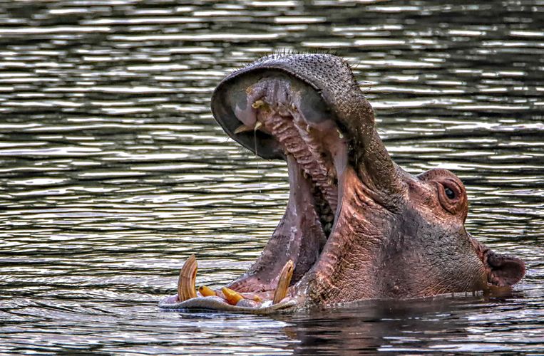 Christian Heitz | GuruShots