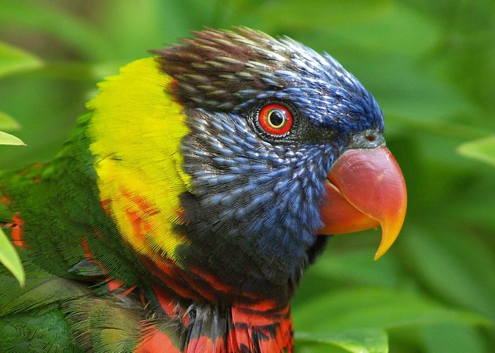 Grant Joseph | GuruShots