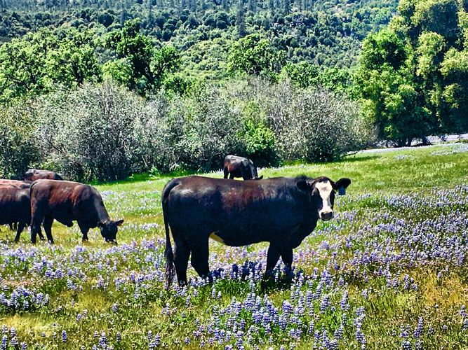 GuruShots | Photo Challenges