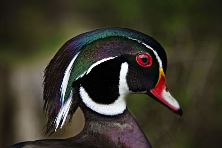 André Villeneuve | GuruShots