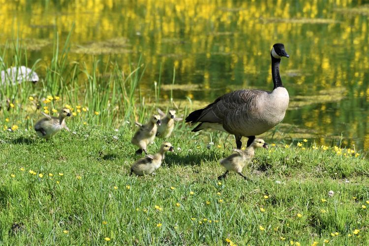 David Lewis | GuruShots