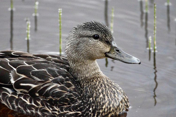 Debbie Squier-Bernst | GuruShots