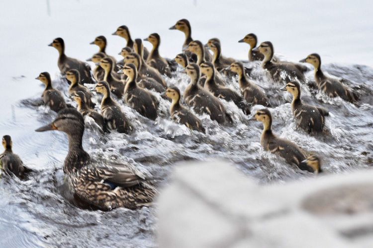 Debbie Squier-Bernst | GuruShots