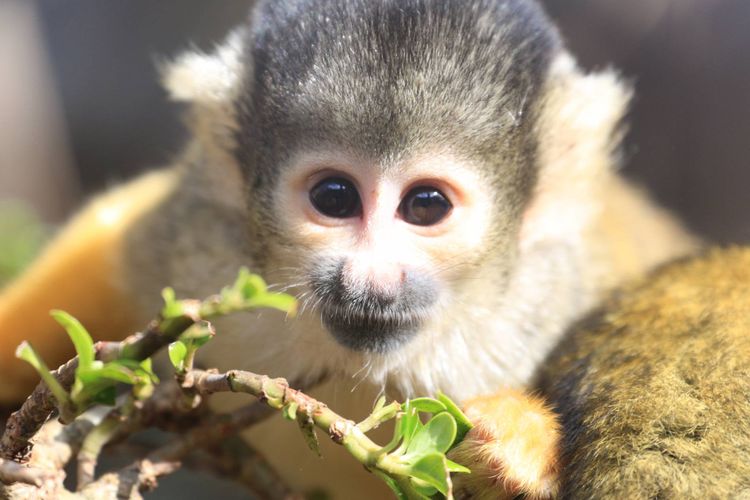 GuruShots | Photo Challenges