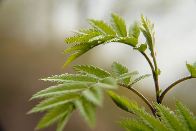 Feniksas | GuruShots