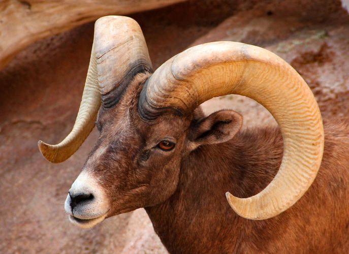 Ron Ronco | GuruShots