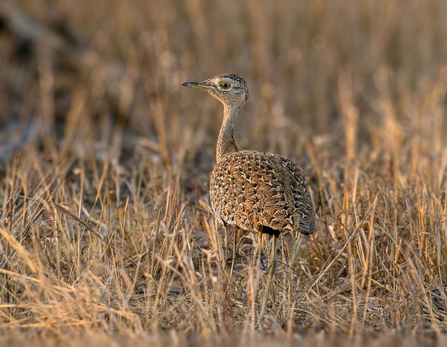 GuruShots | Photo Challenges