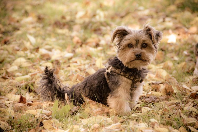 Ferenc Wilmek | GuruShots